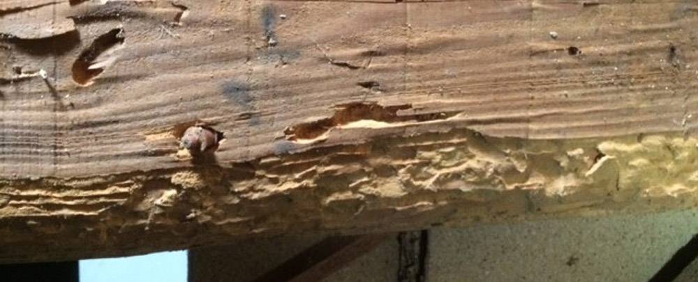 Capricornes Des Maisons | Ventana Blog