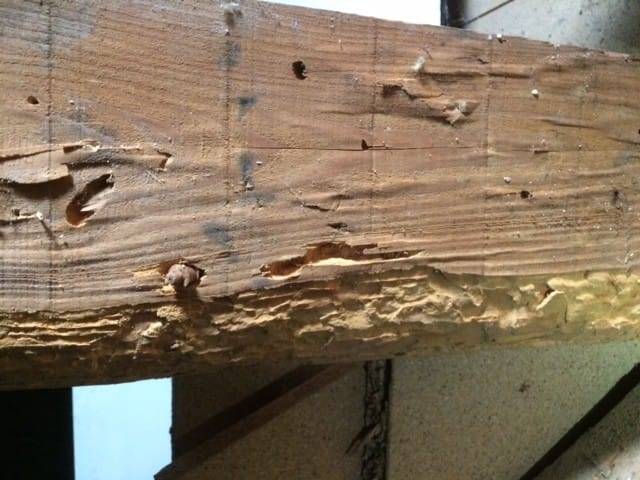 Les insectes à l’origine de la contamination des bois